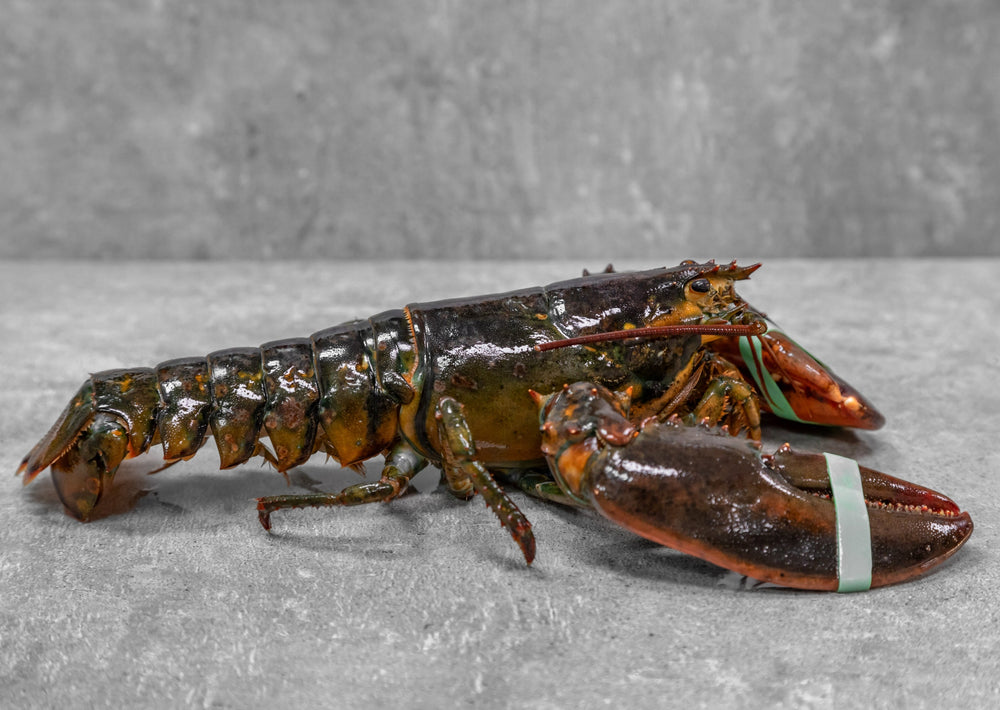 Crab, Lobster, Shellfish - CAVIARMAN GOURMET