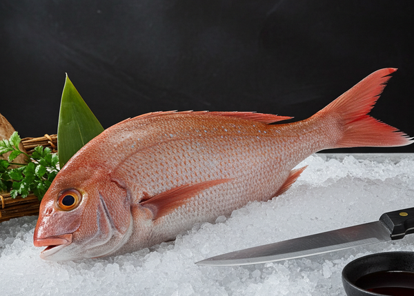Japanese Madai Snapper - CAVIARMAN GOURMET